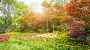 Primavera: entenda tudo sobre o assunto e veja quando começa