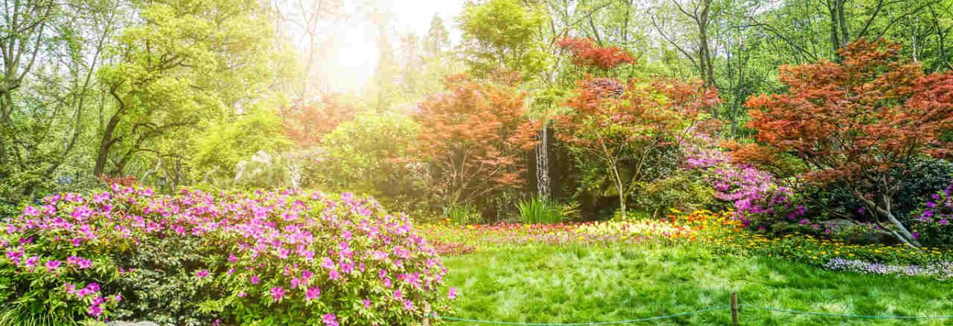 Primavera: entenda tudo sobre o assunto e veja quando começa