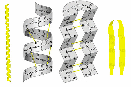 Proteínas: entenda o que são, funções, tipos e mais