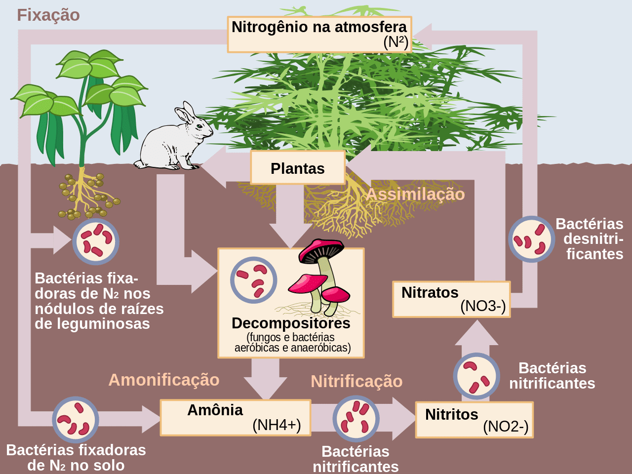 Ciclo do nitrogênio na natureza: como funciona e etapas