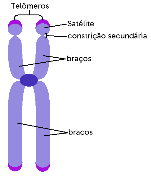 Cromossomos: classificação e função
