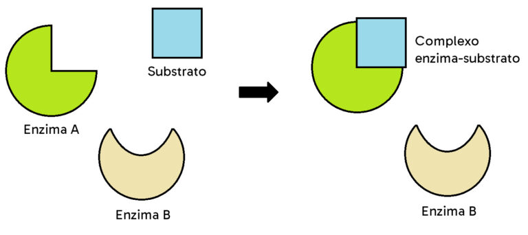 O que são e como funcionam as enzimas?