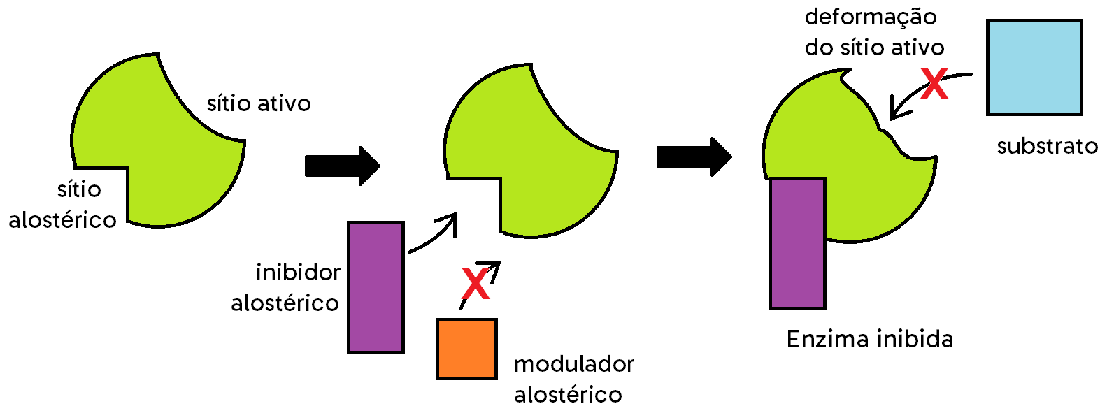 O que são e como funcionam as enzimas?